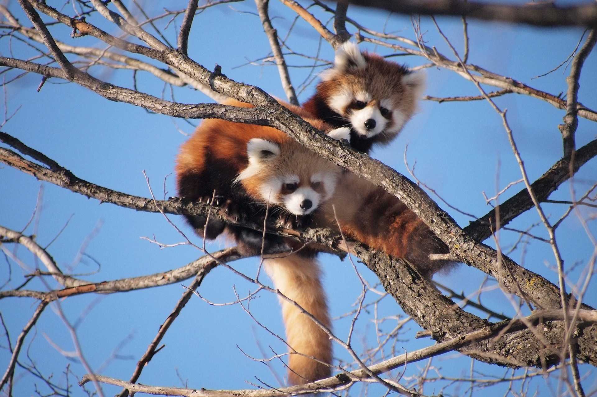 Napi cuki: Vöröspanda-kölyök született egy németországi állatkertben